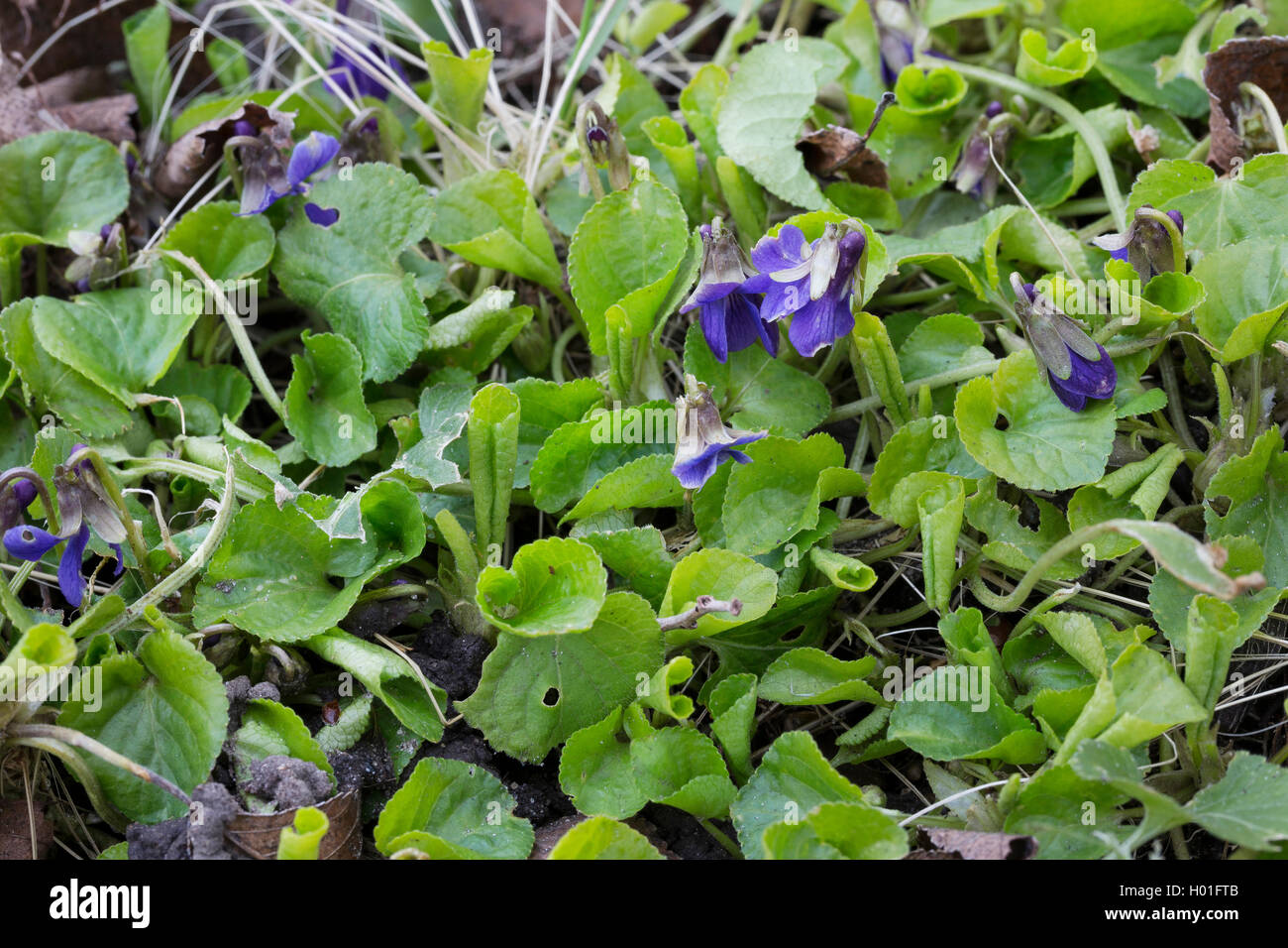 English violets hi-res stock photography and images - Alamy