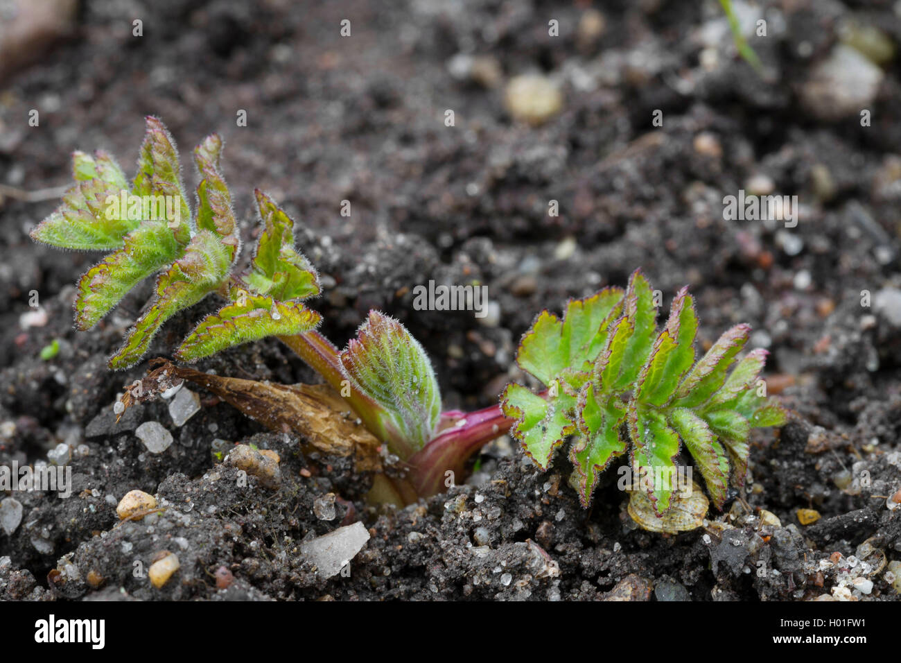 Parsnip plant hi-res stock photography and images - Alamy