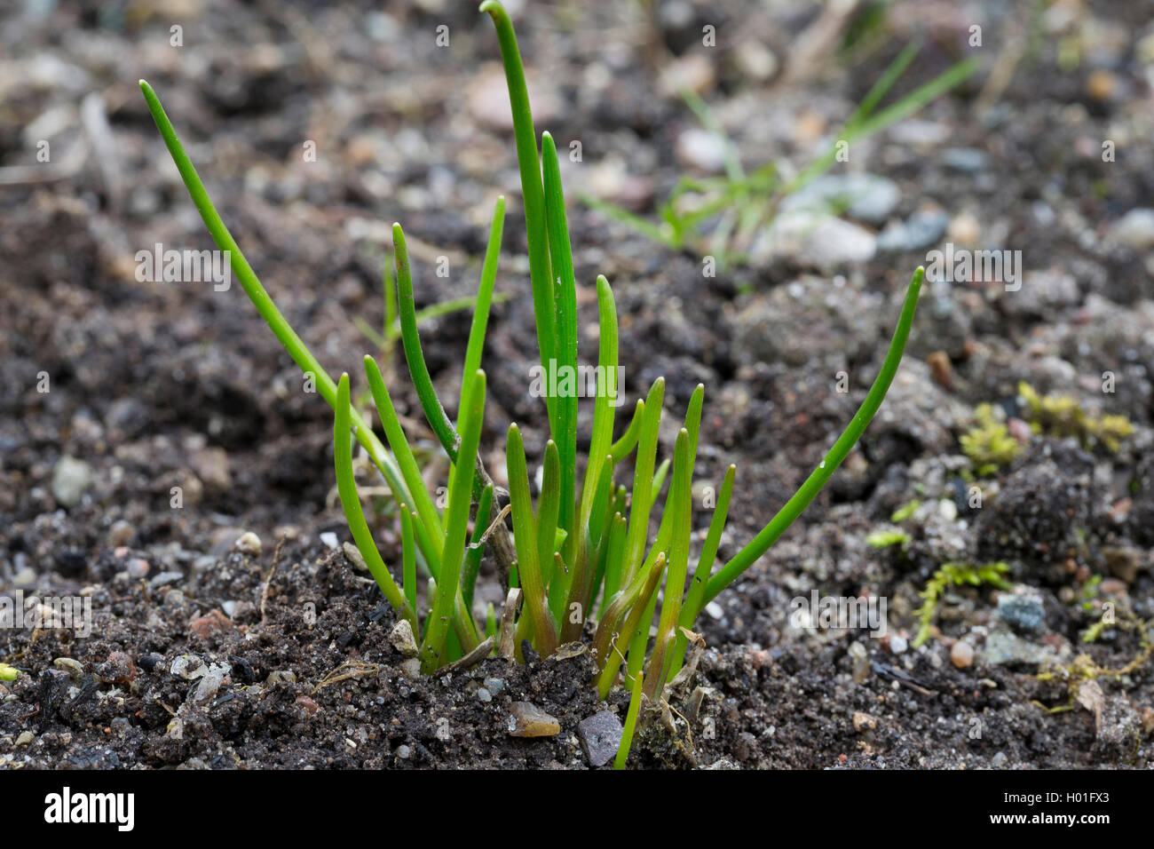 Chinese Chives, Oriental Garlic, garlic chives, Chinese leek (Allium ...