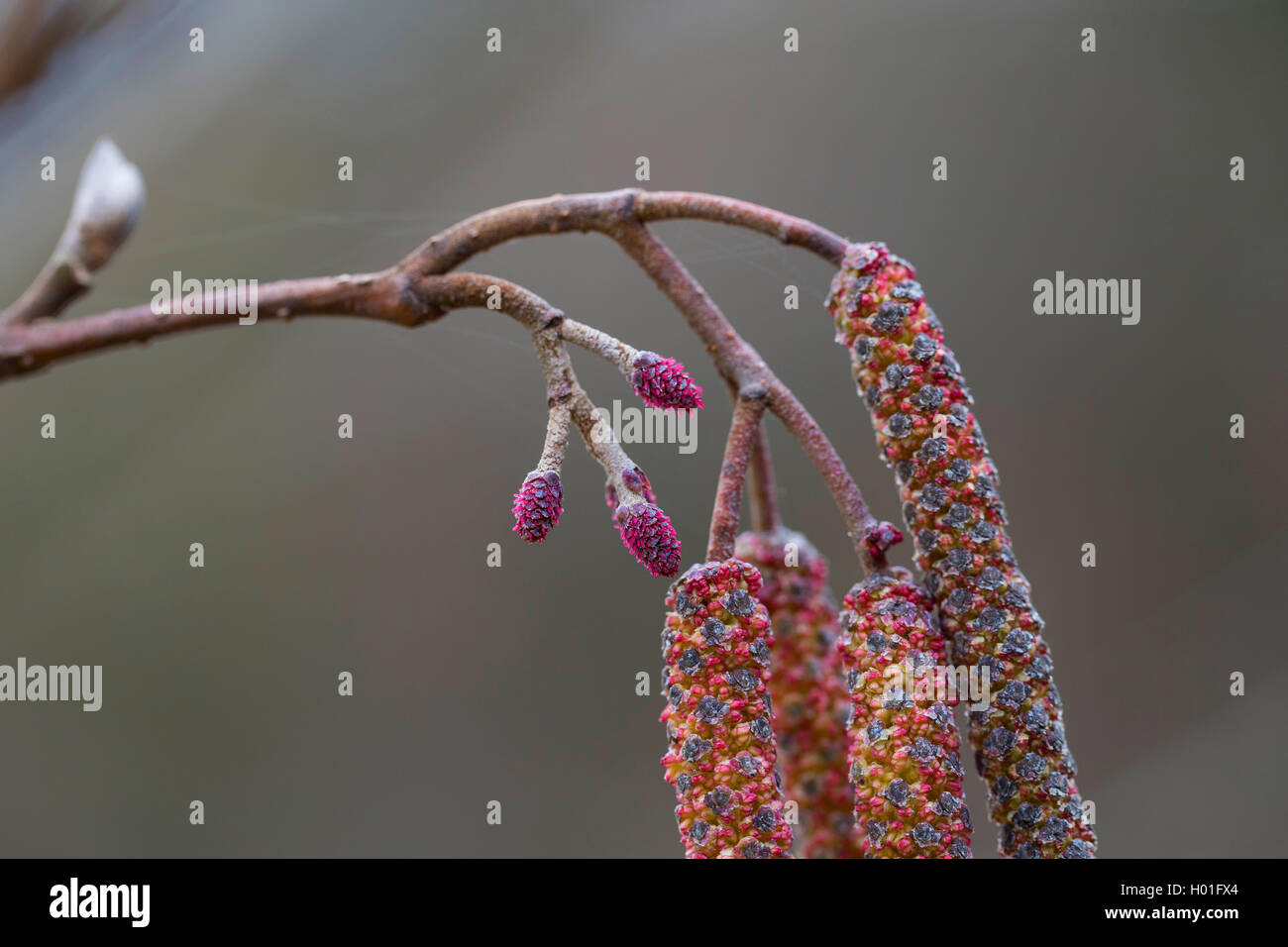 common alder, black alder, European alder (Alnus glutinosa), male and ...