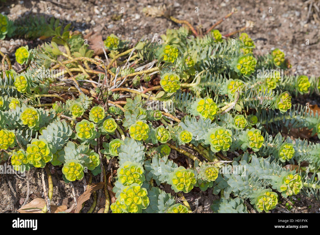Creeping Spurge, Donkey Tail, Myrtle Spurge (Euphorbia myrsinites ...