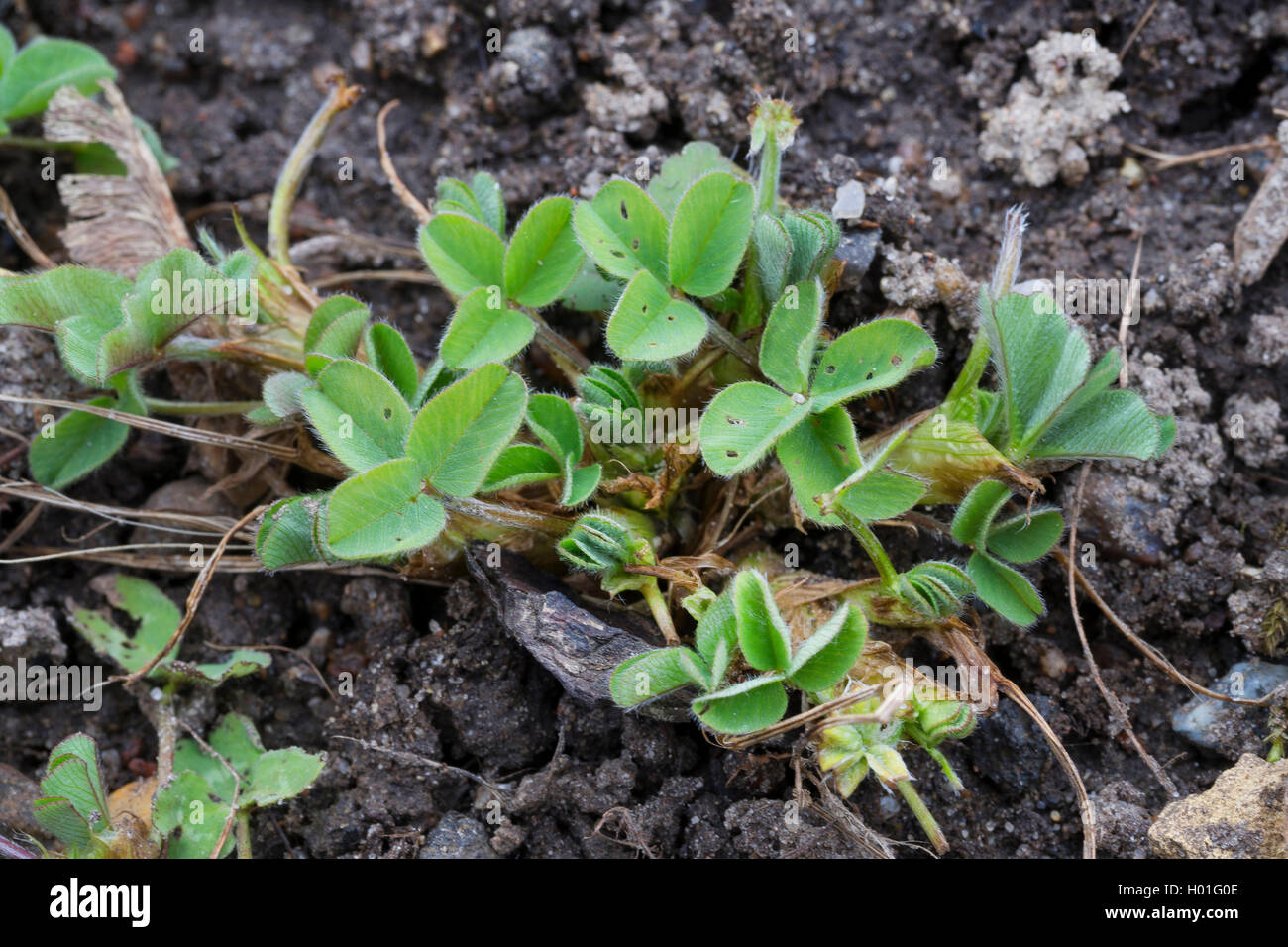 Clover leaves hi-res stock photography and images - Alamy