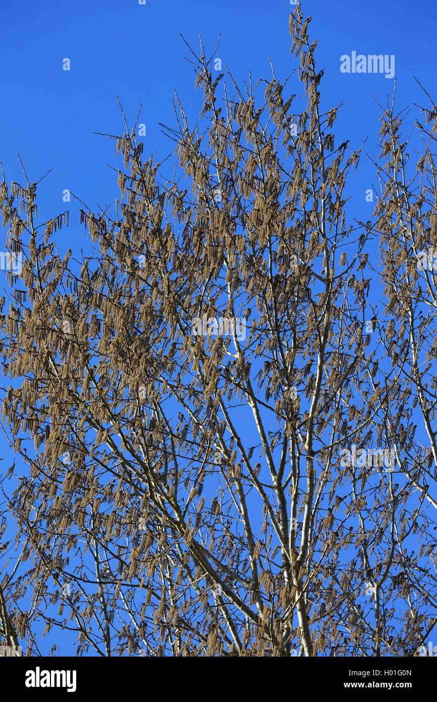 Aspen tree flower hi-res stock photography and images - Alamy