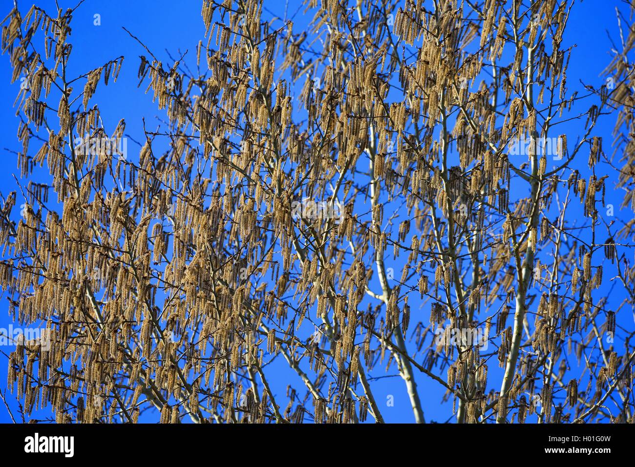 Aspen tree flower hi-res stock photography and images - Alamy