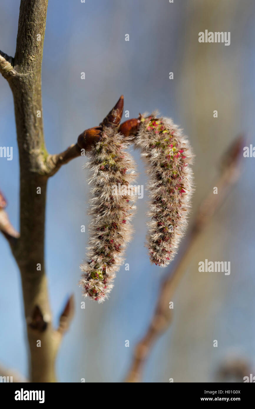 European aspen (Populus tremula), blooming, Germany Stock Photo - Alamy