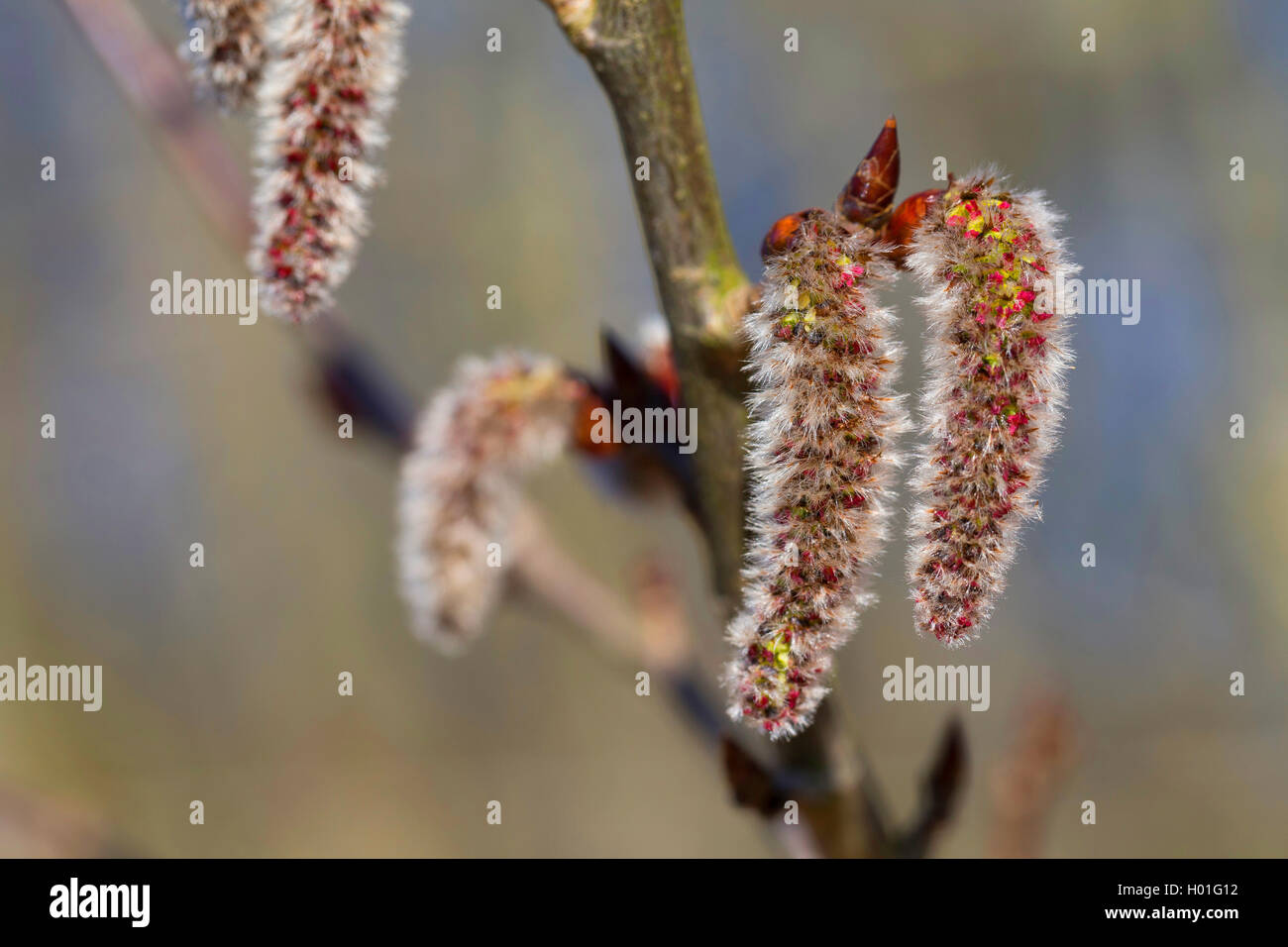 Aspen tree flower hi-res stock photography and images - Alamy
