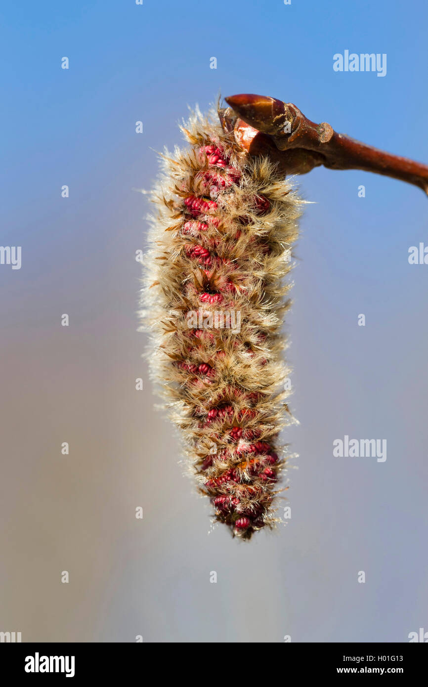 European aspen (Populus tremula), blooming, Germany Stock Photo - Alamy
