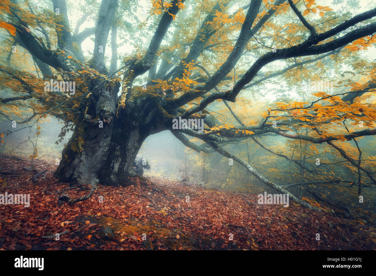 Forest in fog. Old magical tree with big branches and orange leaves ...