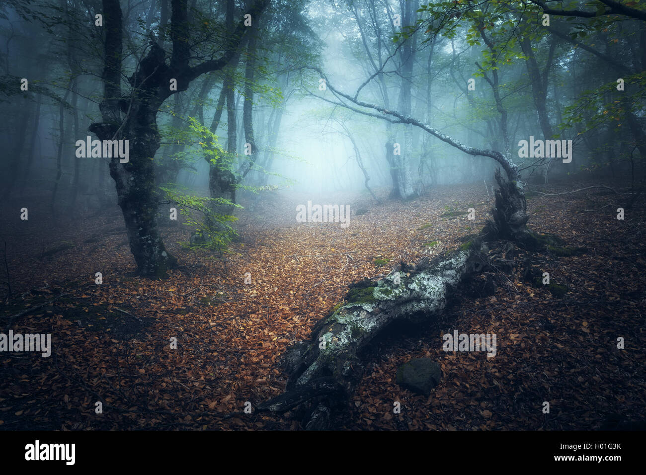Forest in fog. Mystical autumn forest with trail in fog. Old Tree ...