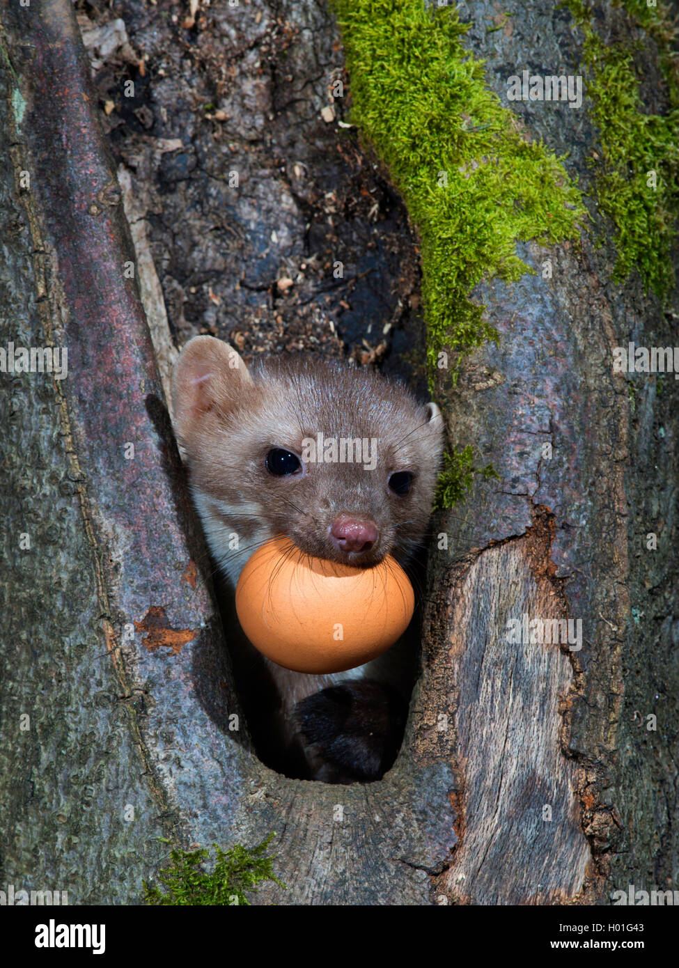 Beech marten, Stone marten, White breasted marten (Martes foina), mit ...
