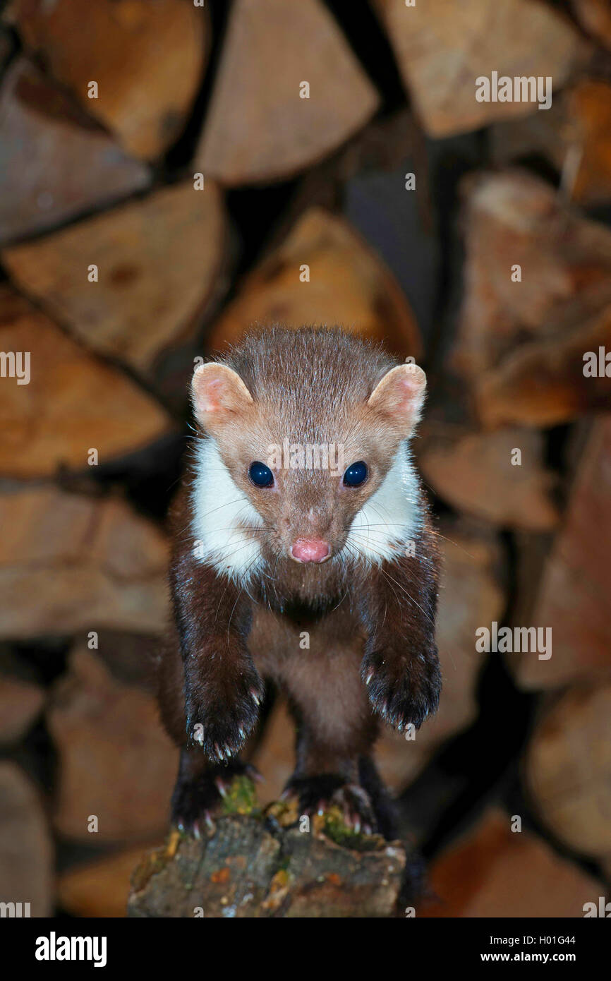 Beech marten, Stone marten, White breasted marten (Martes foina ...