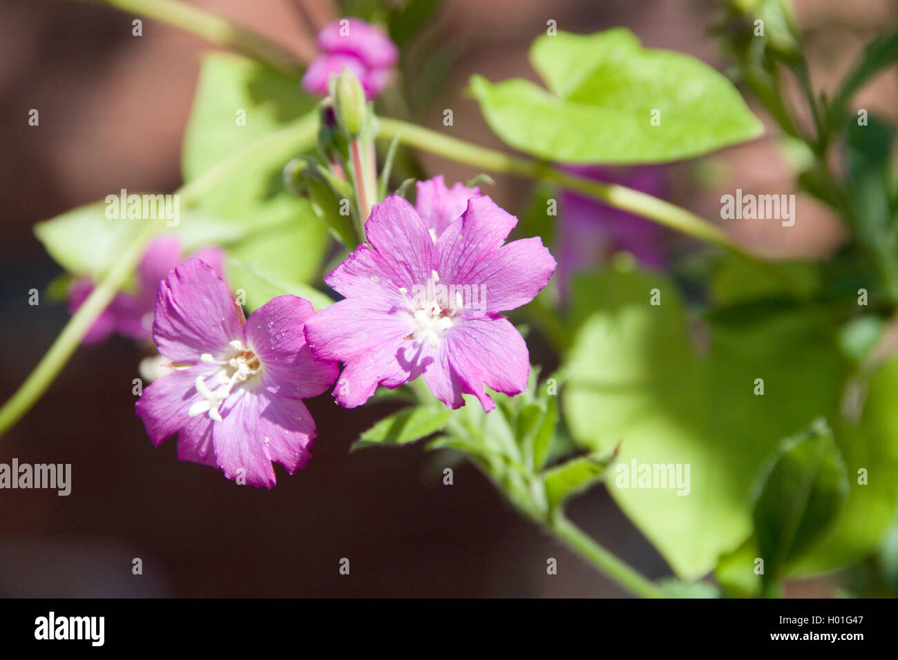 Wild geranium hi-res stock photography and images - Alamy