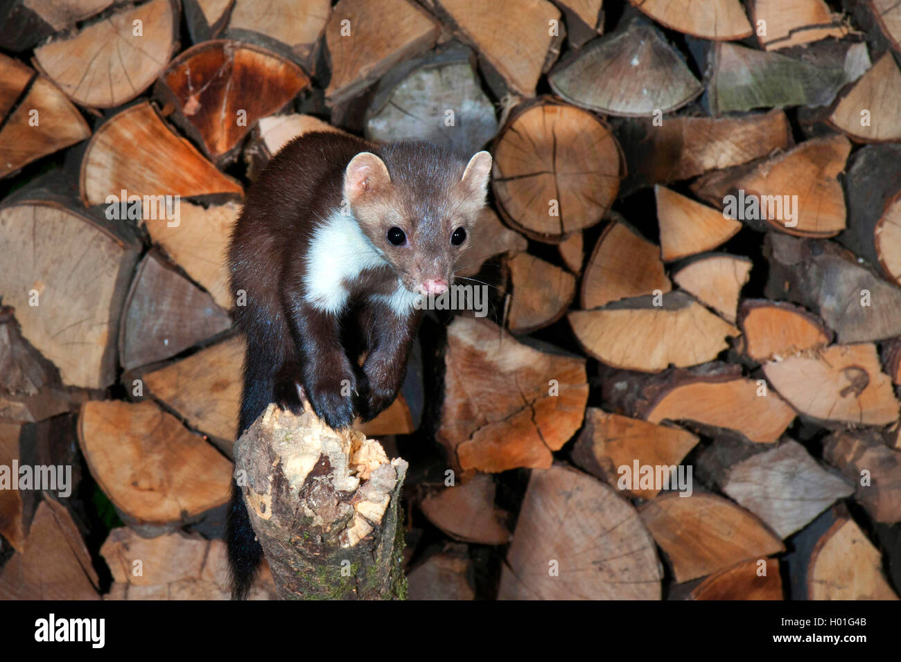 Beech marten, Stone marten, White breasted marten (Martes foina ...