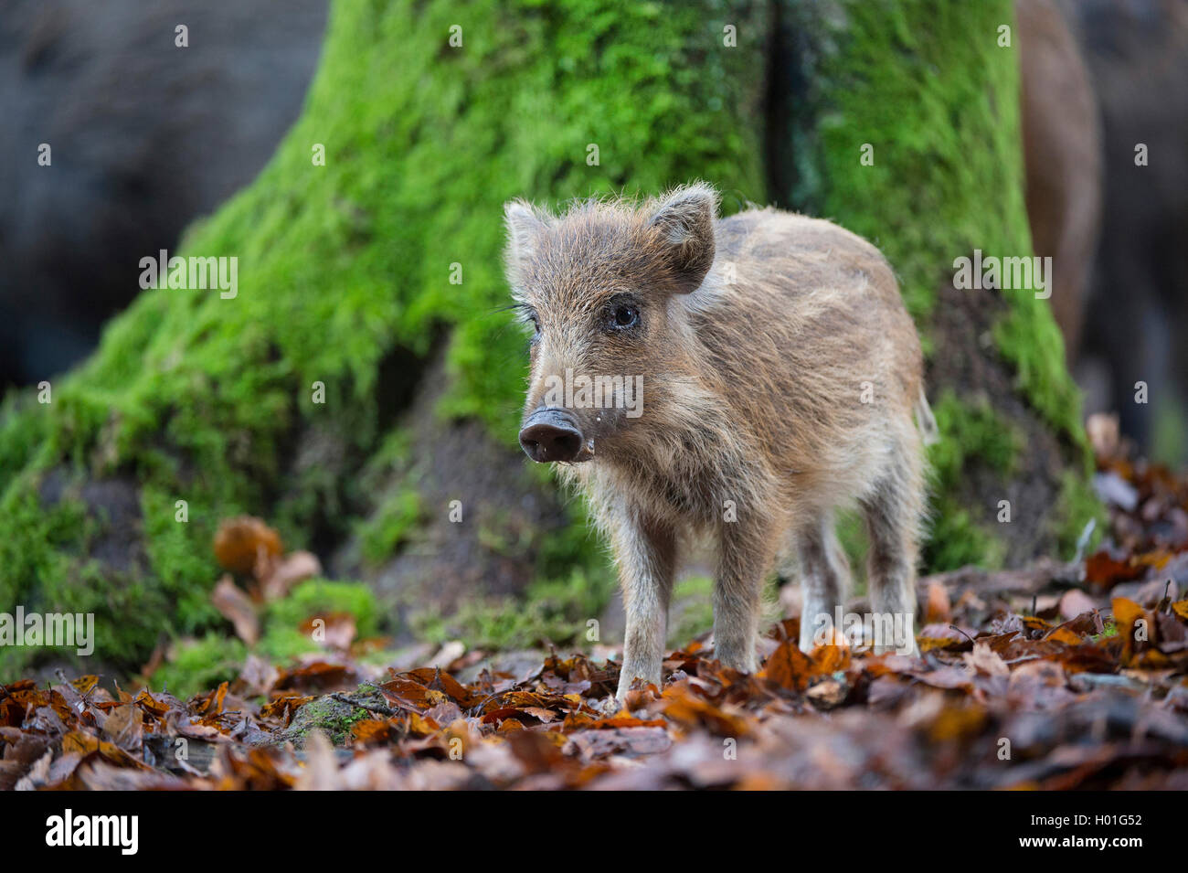 wild boar, pig, wild boar (Sus scrofa), runt, Germany, Bavaria Stock ...