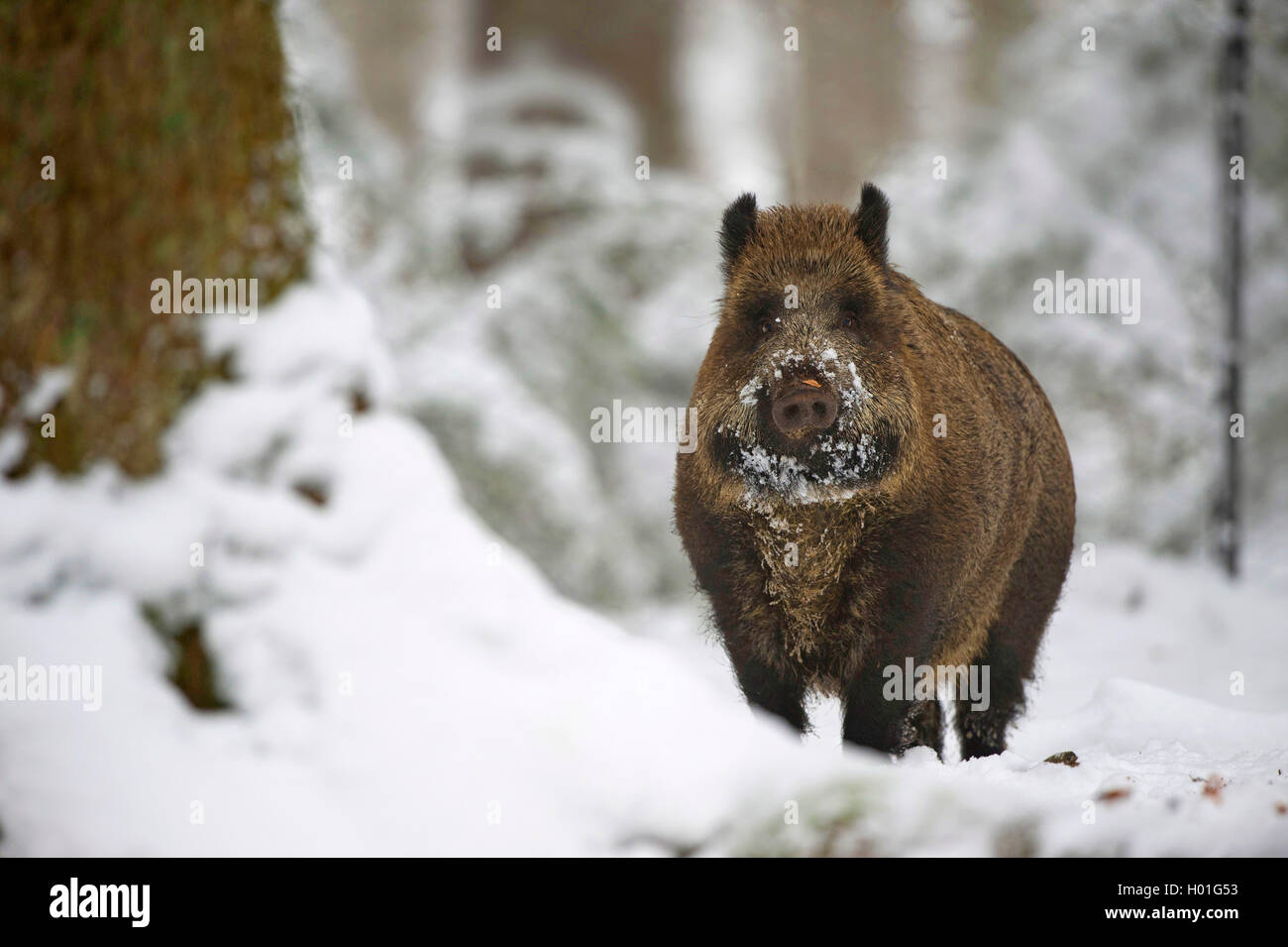 Wildschwein, Wild-Schwein, Schwarzwild (Sus scrofa), im Winter auf ...
