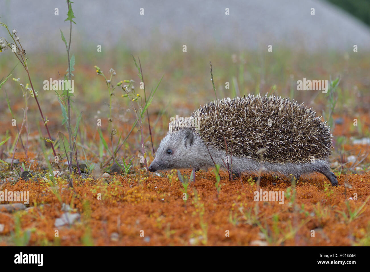 Europaeischer Igel, Westeuropaeischer Igel, Westigel, West-Igel ...