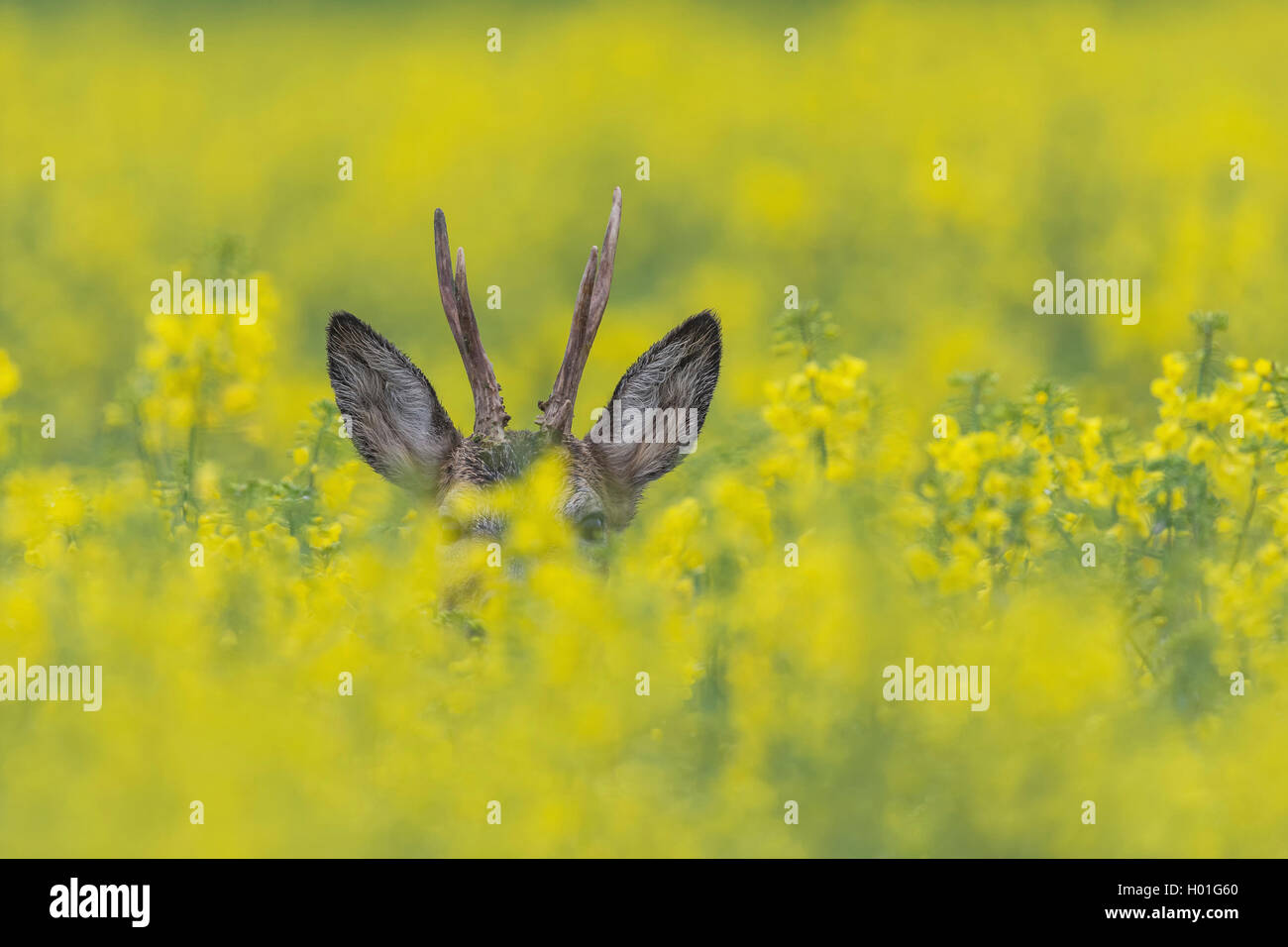 roe deer (Capreolus capreolus), roebuck in a field of blooming rape ...