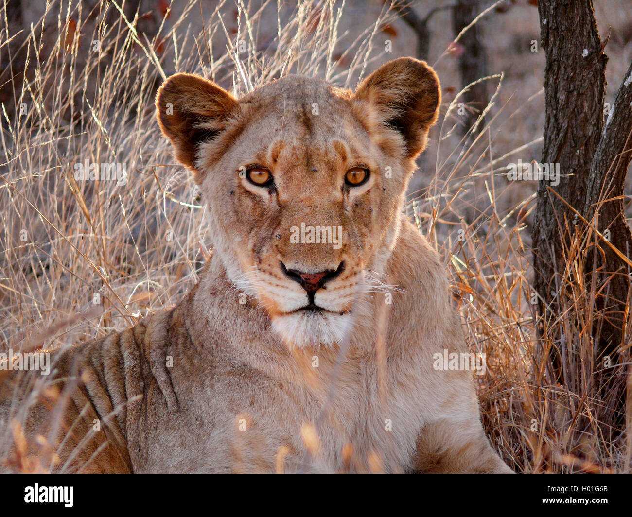Loewe (Panthera leo), Portraet, Suedafrika | lion (Panthera leo ...