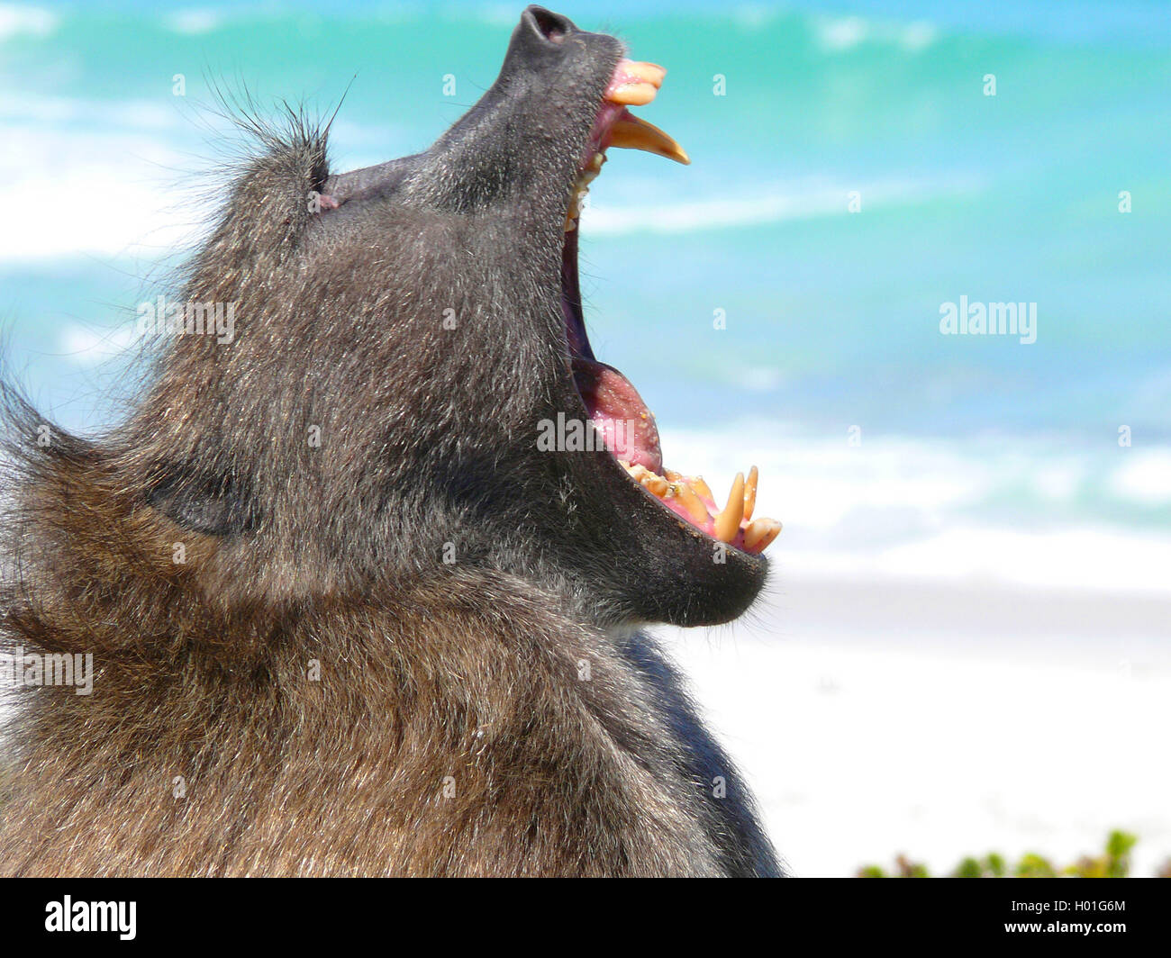 Babuin Stock Photos & Babuin Stock Images - Alamy