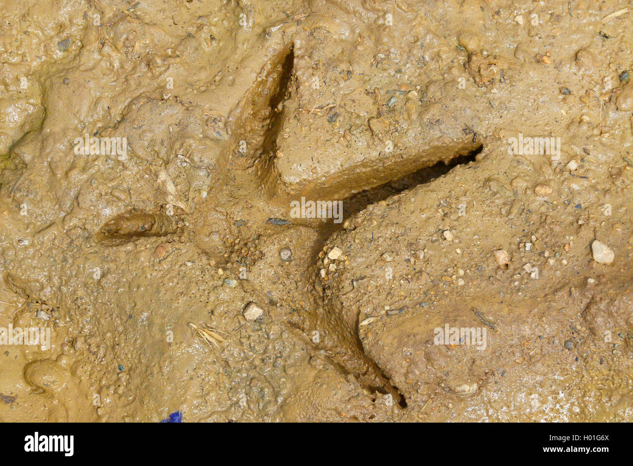 white stork (Ciconia ciconia), footprint of a white stork in mud ...
