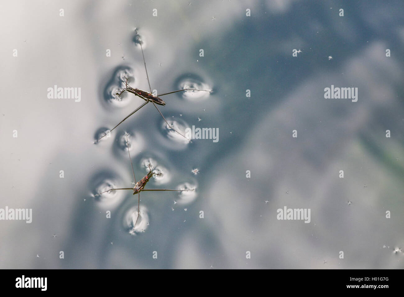 pond skater, water strider, pond skipper (Gerris lacustris), on ...
