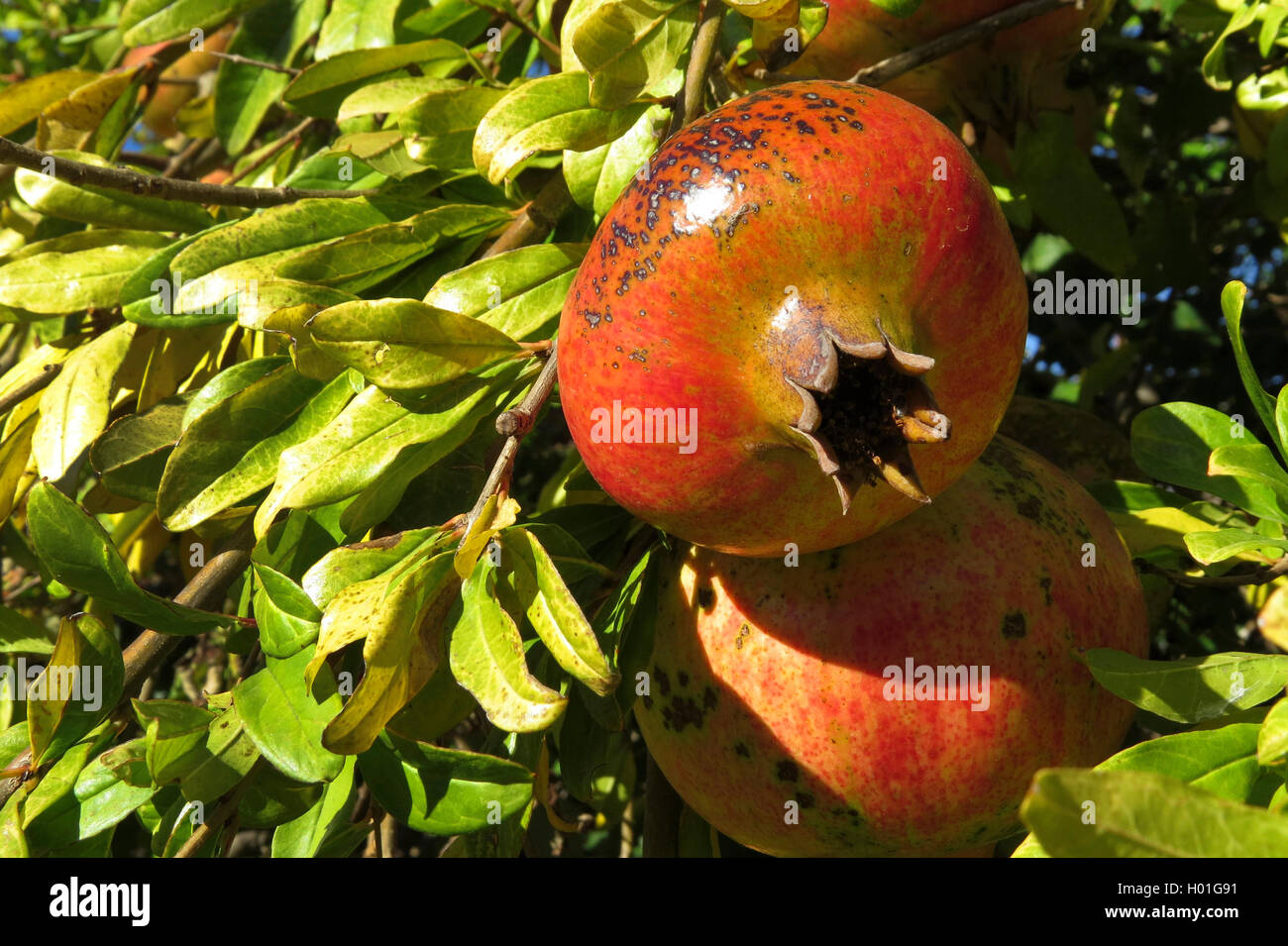pomegranate, anar (Punica granatum), fruits on a tree, Spain Stock ...
