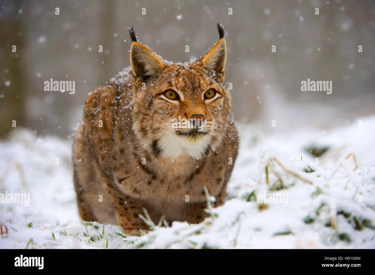 Eurasischer Luchs, Europaeischer Luchs (Lynx lynx), auf Nahrungssuche ...