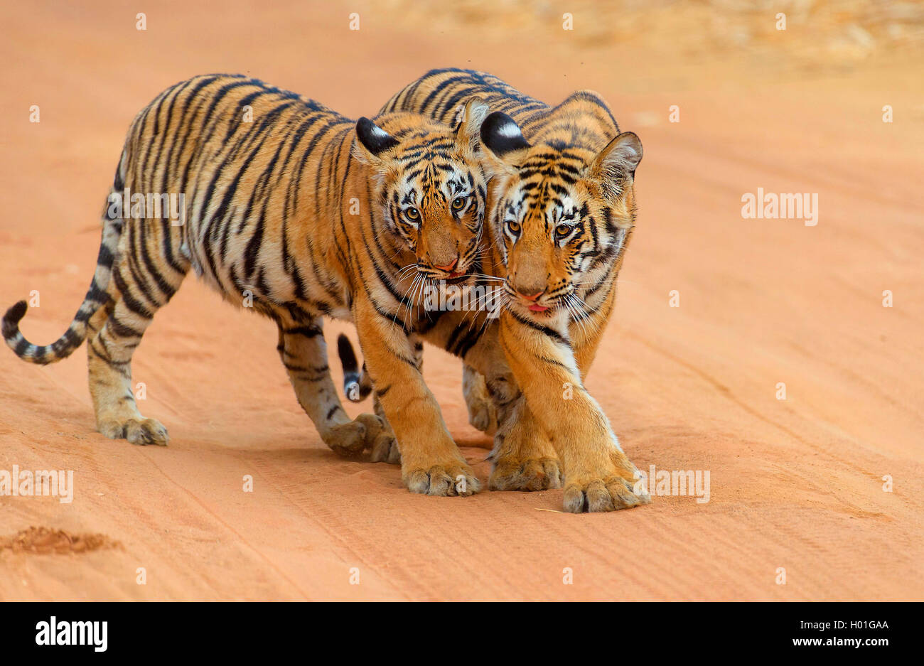 Bengal tiger koenigstiger panthera tigris hi-res stock photography and ...