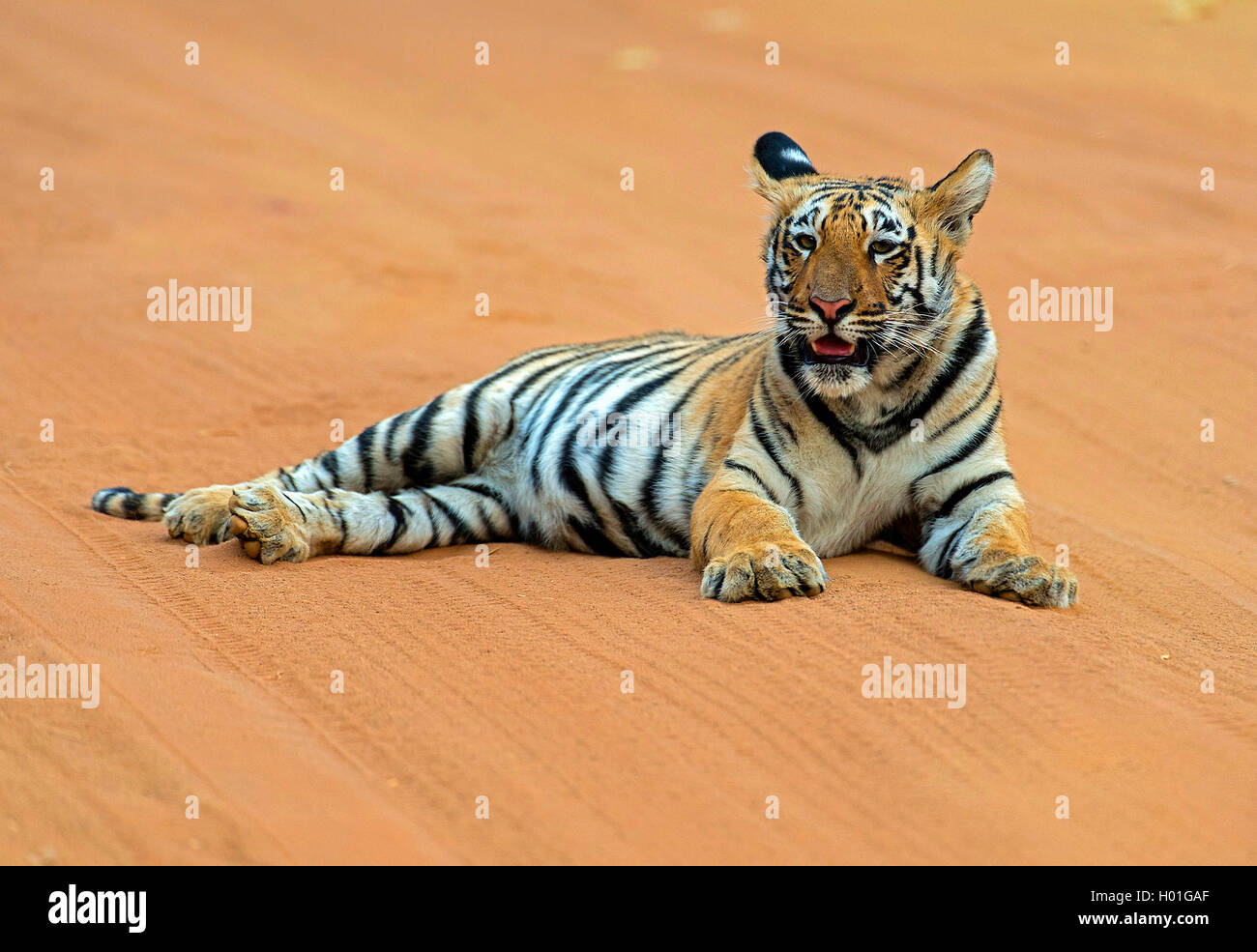 Koenigstiger, Indischer Tiger, Bengaltiger (Panthera tigris tigris ...