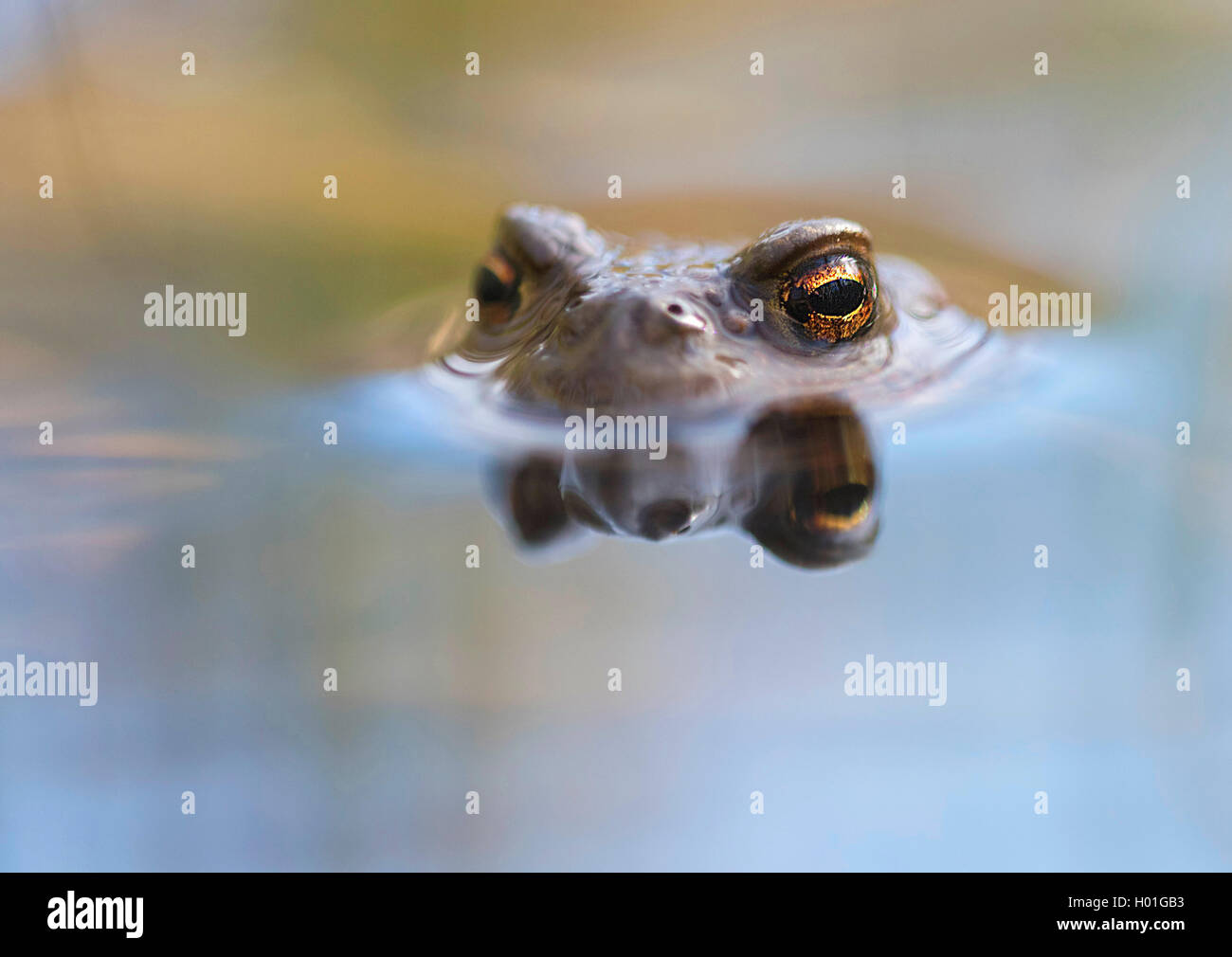 Erdkroete, Erd-Kroete (Bufo bufo), schaut aus dem Wasser, Norwegen ...