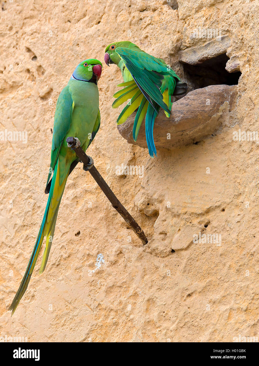 Neumanns halsbandsittich hi-res stock photography and images - Alamy