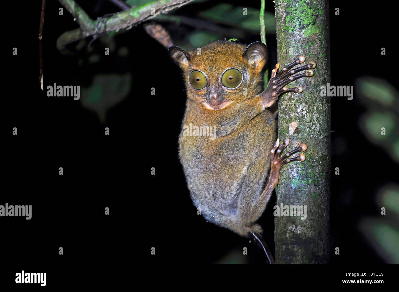 Sunda-Koboldmaki, Sundakoboldmaki (Tarsius bancanus, Cephalopachus ...