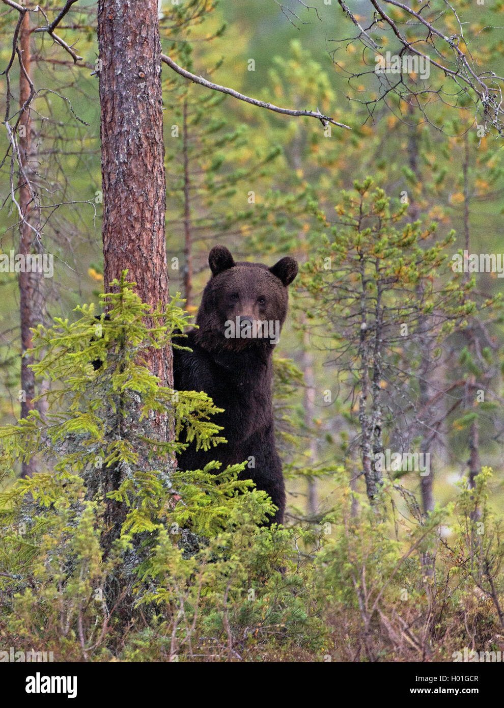 Europaeischer Braunbaer, Braunbaer, Braun-Baer (Ursus arctos arctos ...