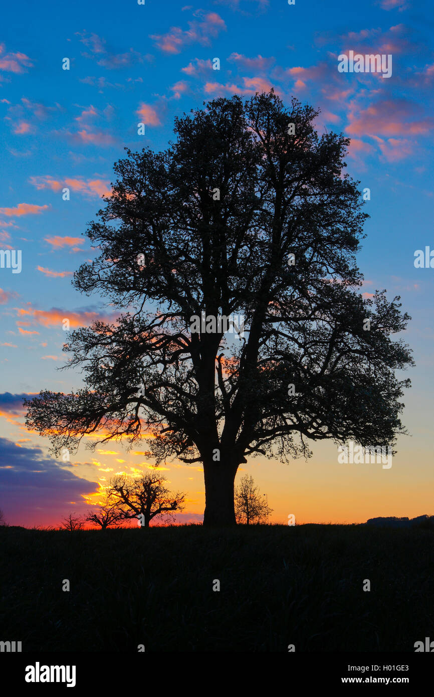 Common pear (Pyrus communis), silhouette of a pear tree at sunset ...