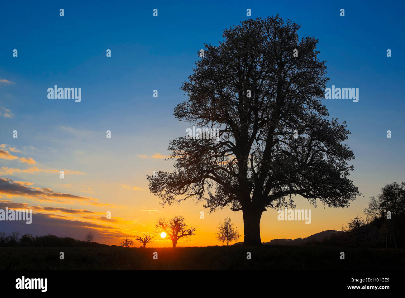 Common pear (Pyrus communis), silhouette of a pear tree at sunset ...