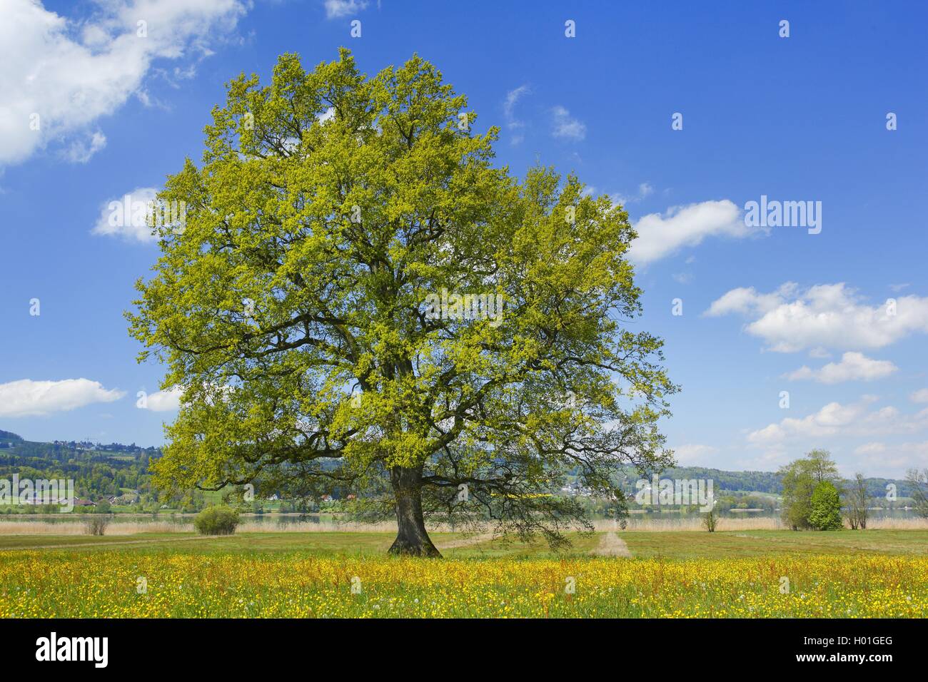 Oak tree flower hi-res stock photography and images - Alamy