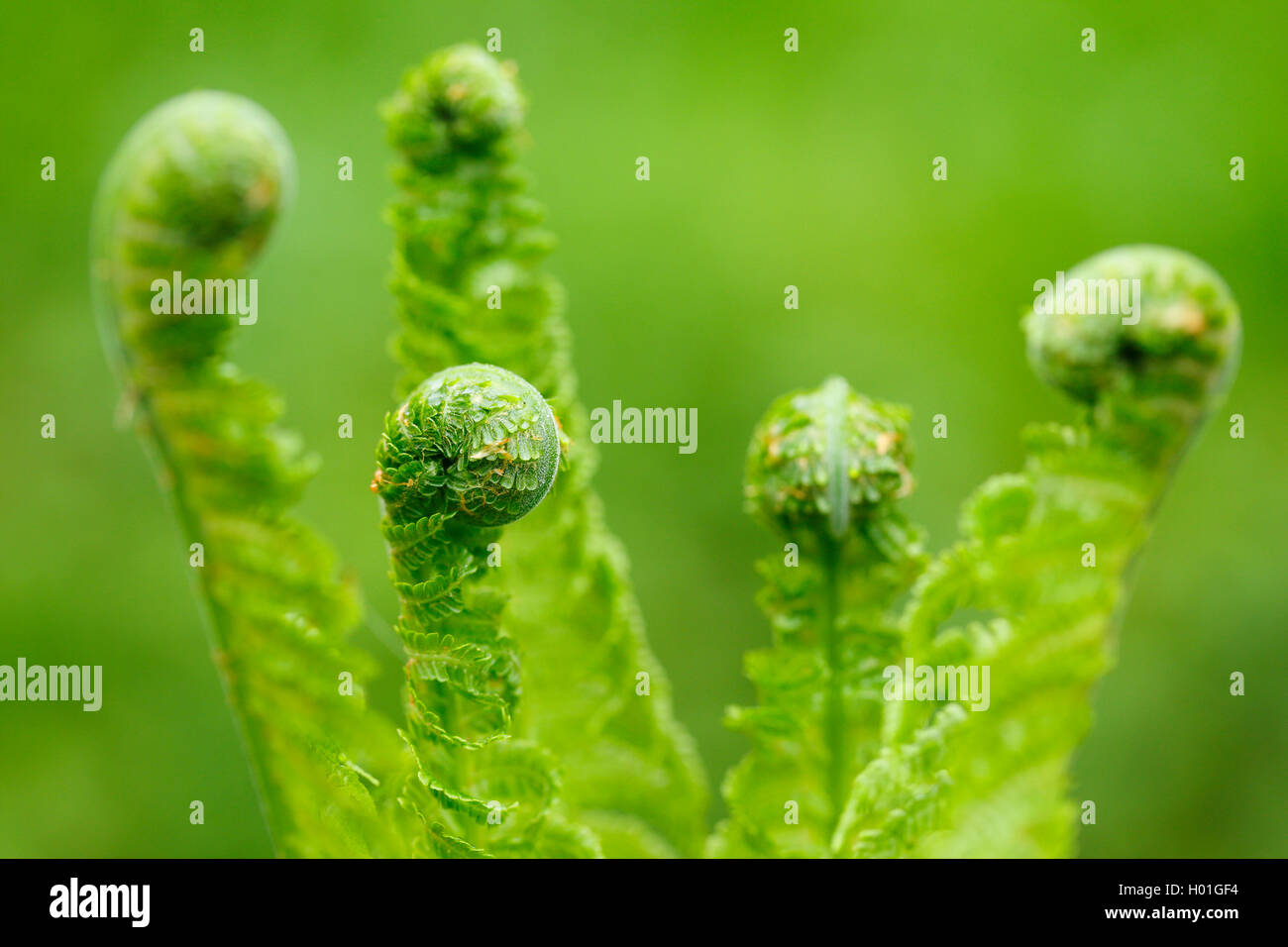 developing fern fronds, Switzerland Stock Photo - Alamy