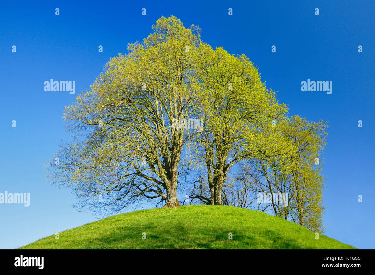 Spring lime tree hi-res stock photography and images - Alamy