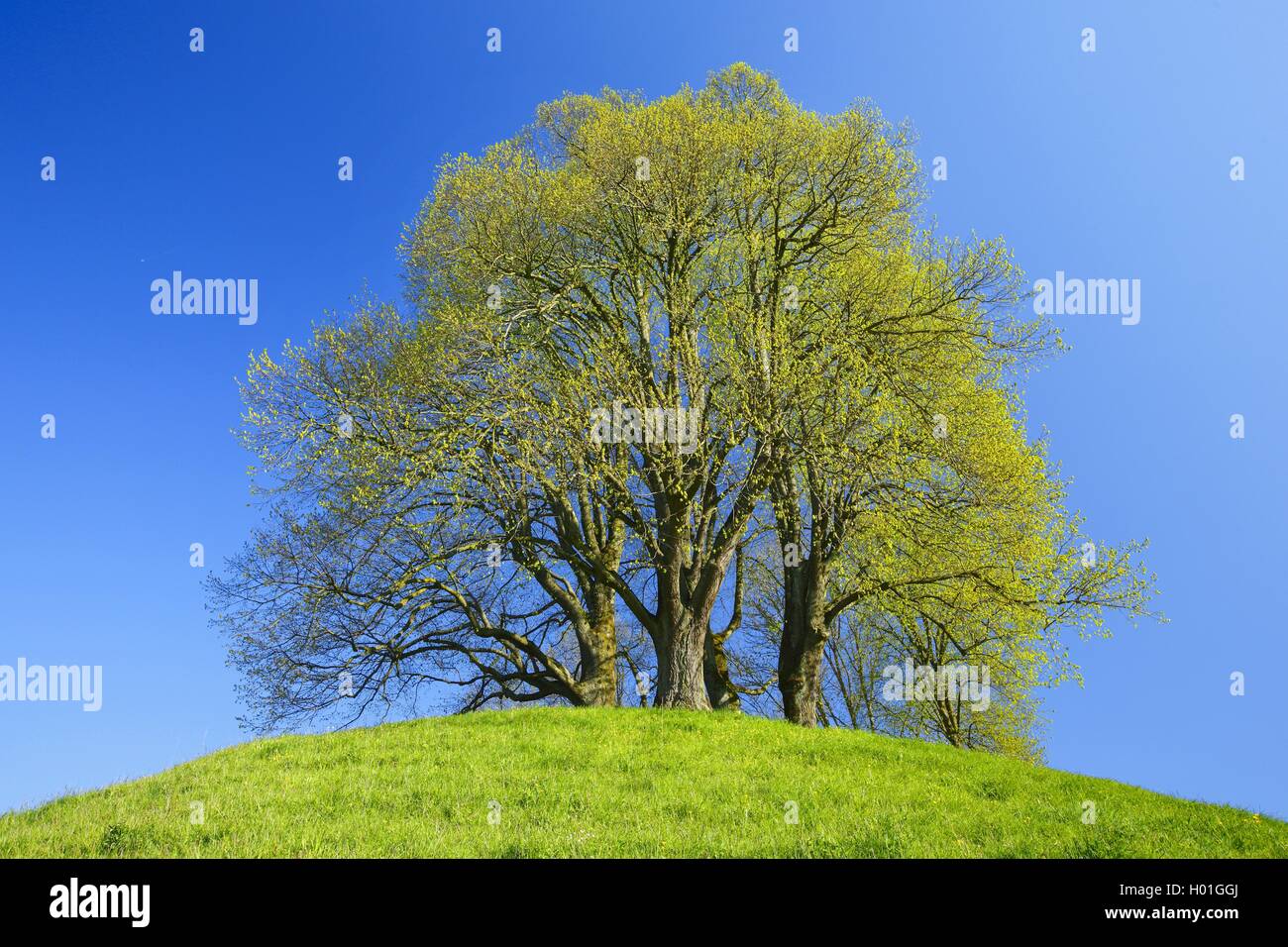 basswood, linden, lime tree (Tilia spec.), fresh green lime on a hill ...