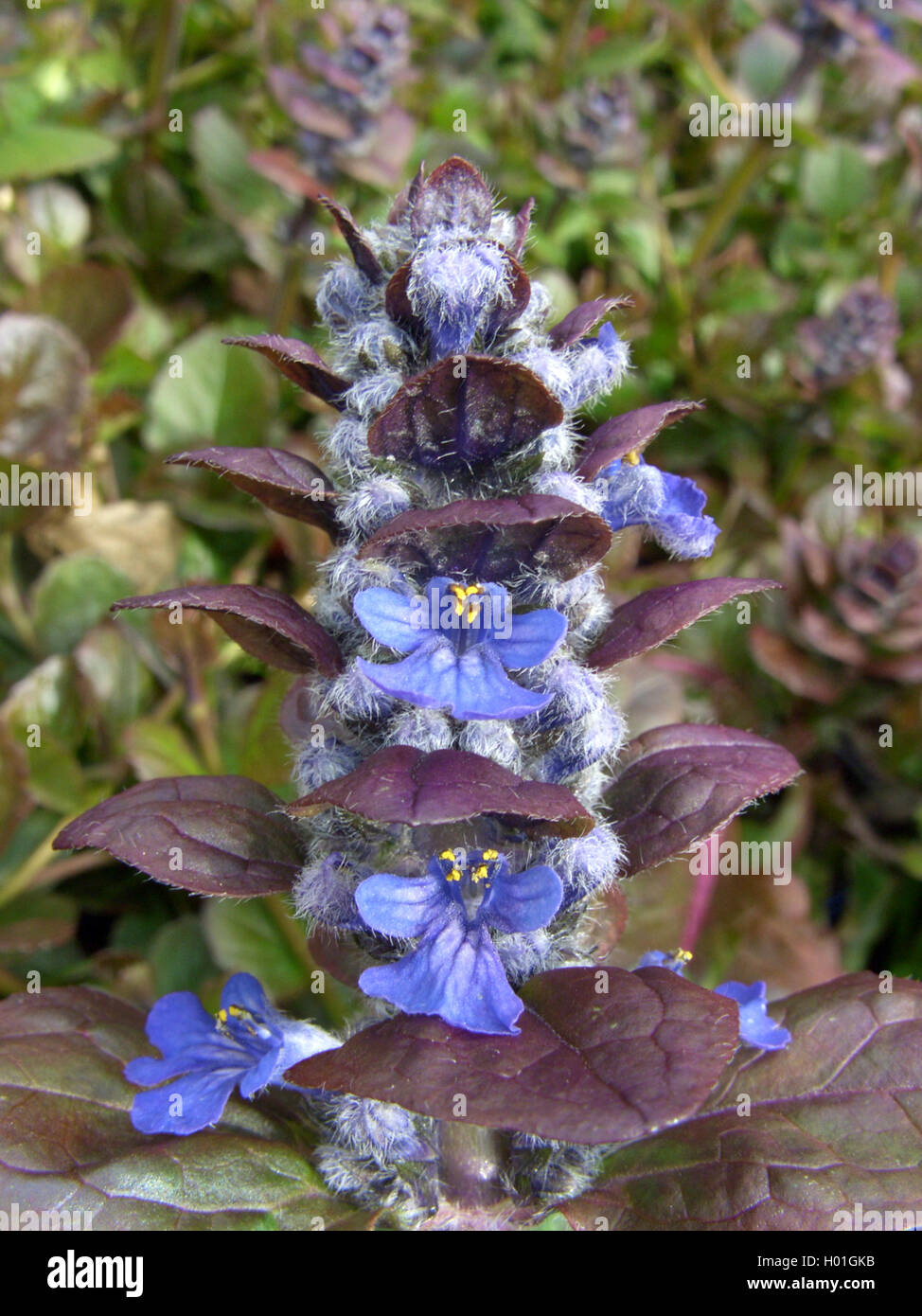 common bugle, creeping bugleweed (Ajuga reptans 'Burgundy Glow', Ajuga ...