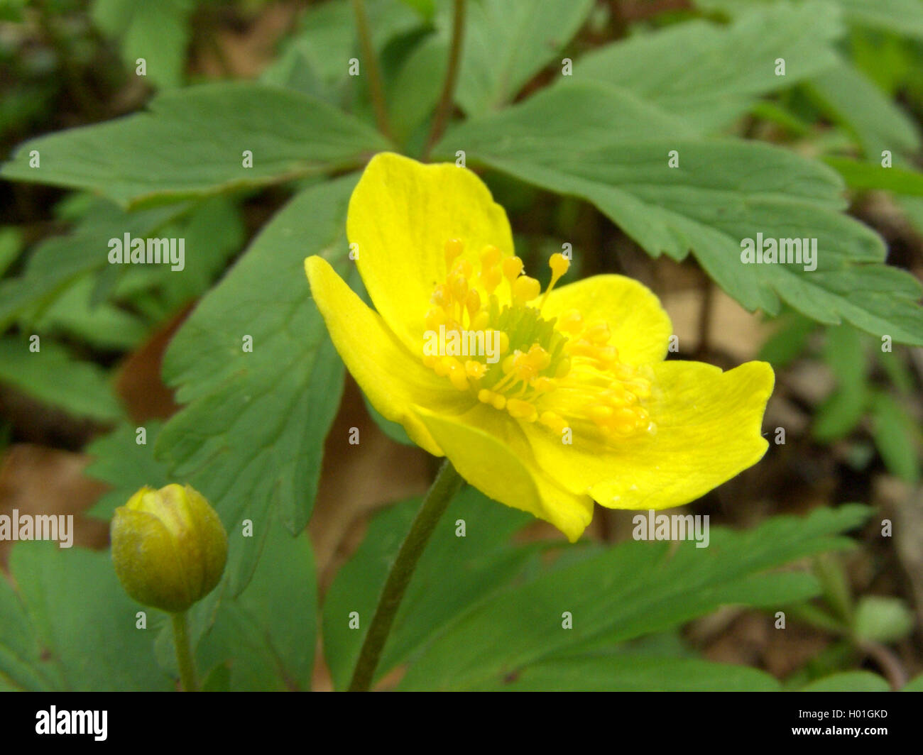yellow anemone, yellow wood anemone, buttercup anemone (Anemone ...