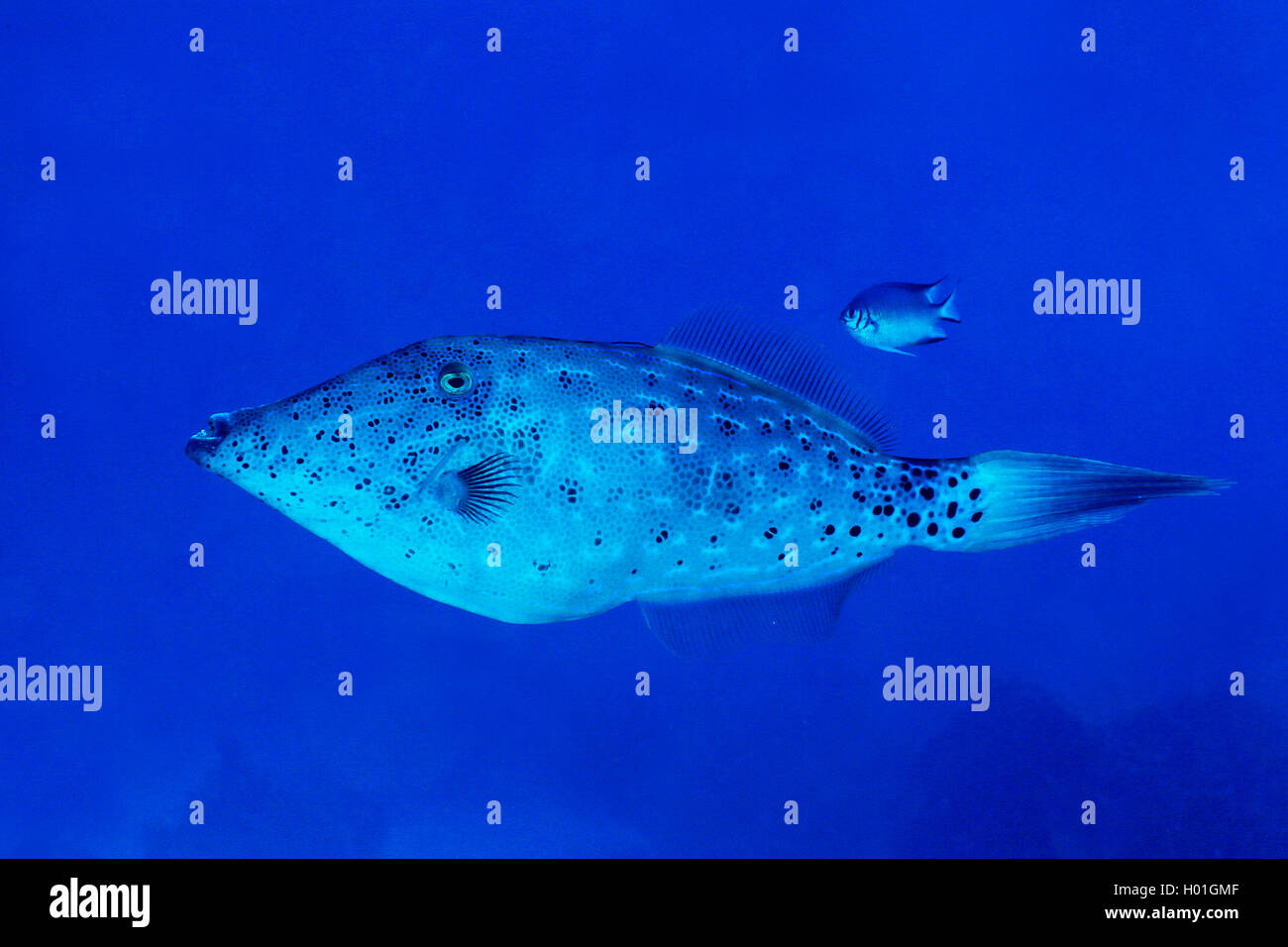 long-tailed filefish, scrawled filefish, scribbled filefish (Aluterus ...