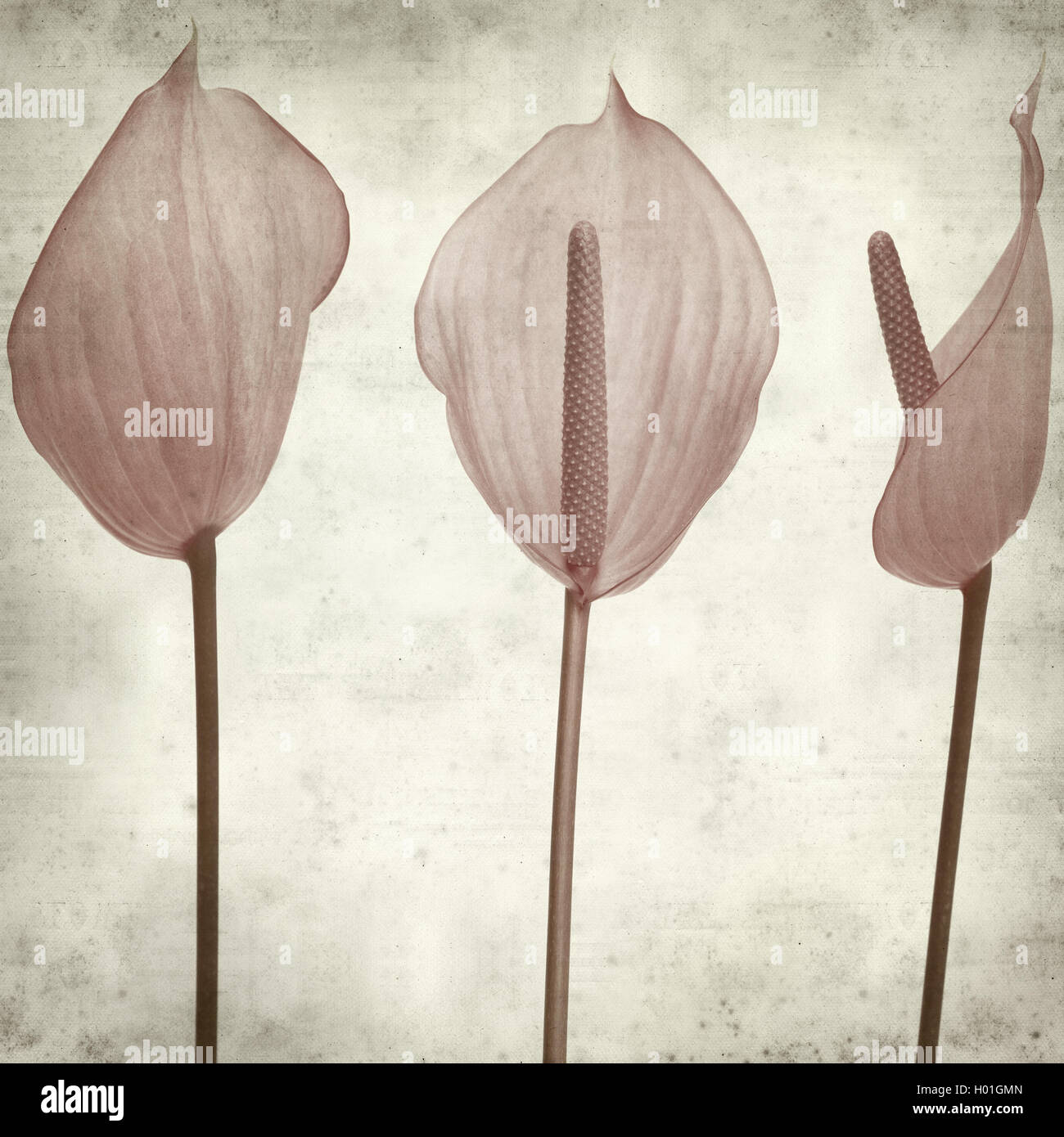 textured old paper background with pink Anthurium Stock Photo - Alamy