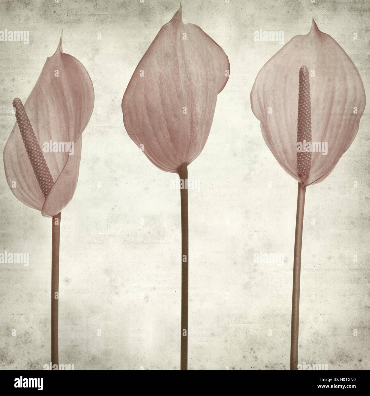 textured old paper background with pink Anthurium Stock Photo - Alamy