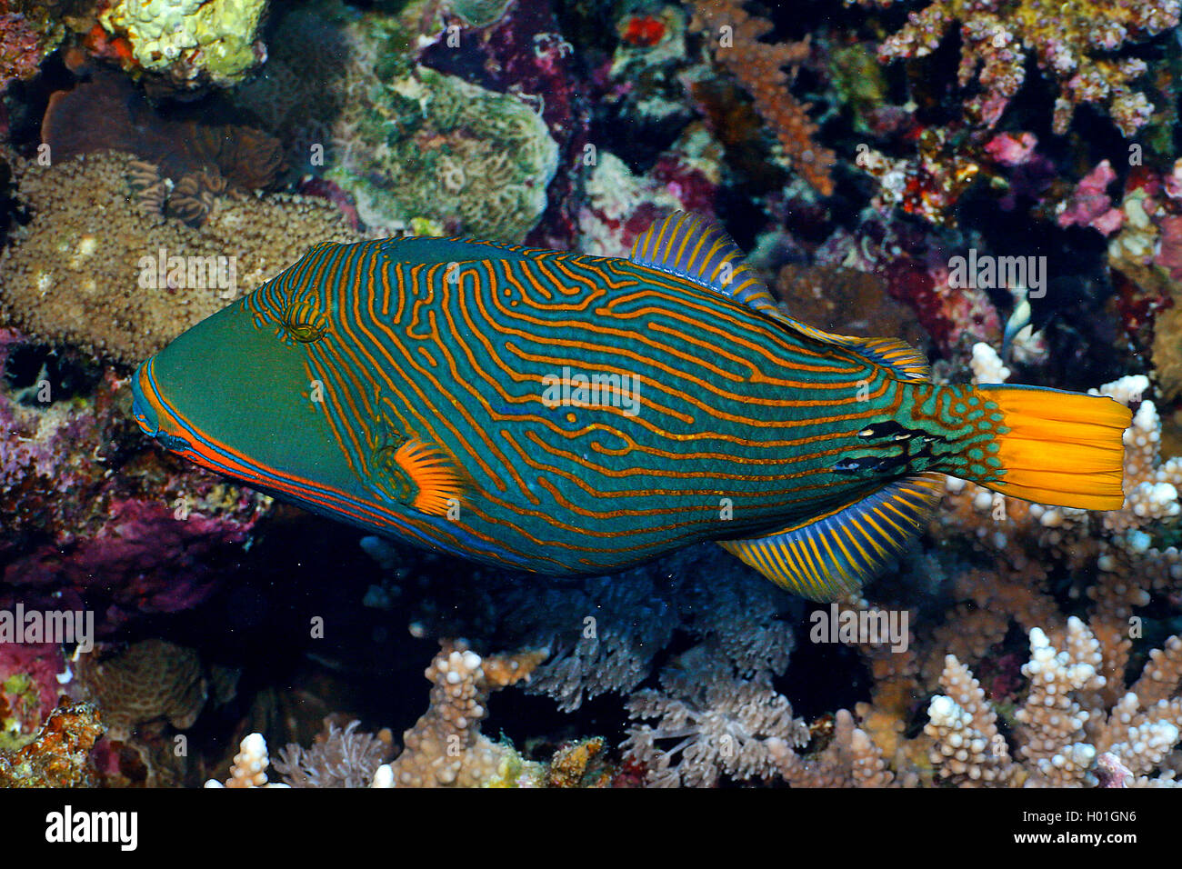 Orange Green Triggerfish