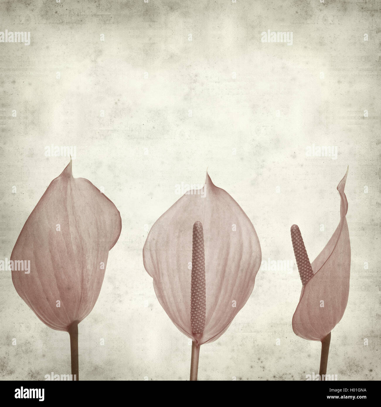textured old paper background with pink Anthurium Stock Photo - Alamy