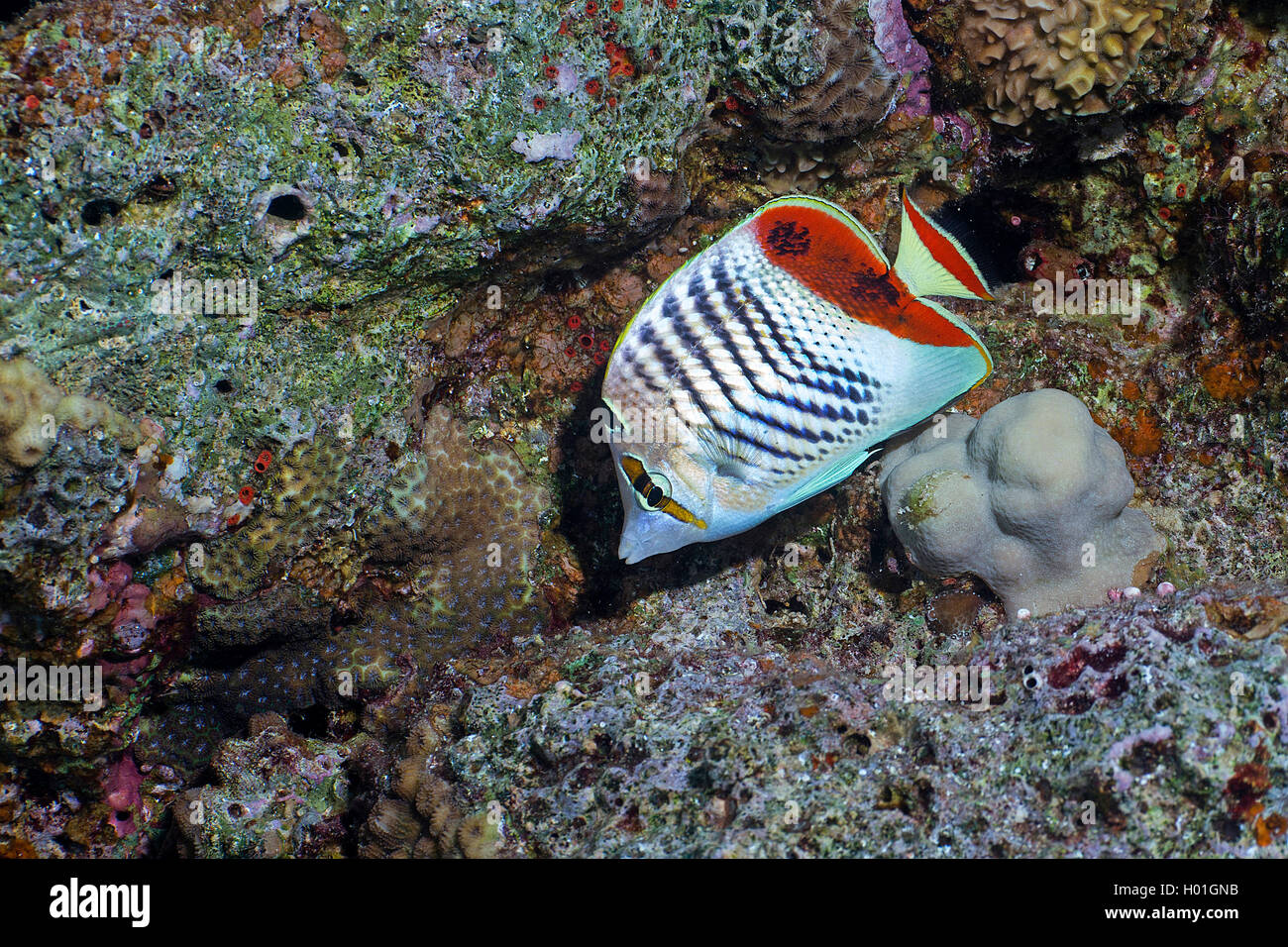 Red Sea Eritrean Butterflyfish (Chaetodon paucifasciatus), at sea ...