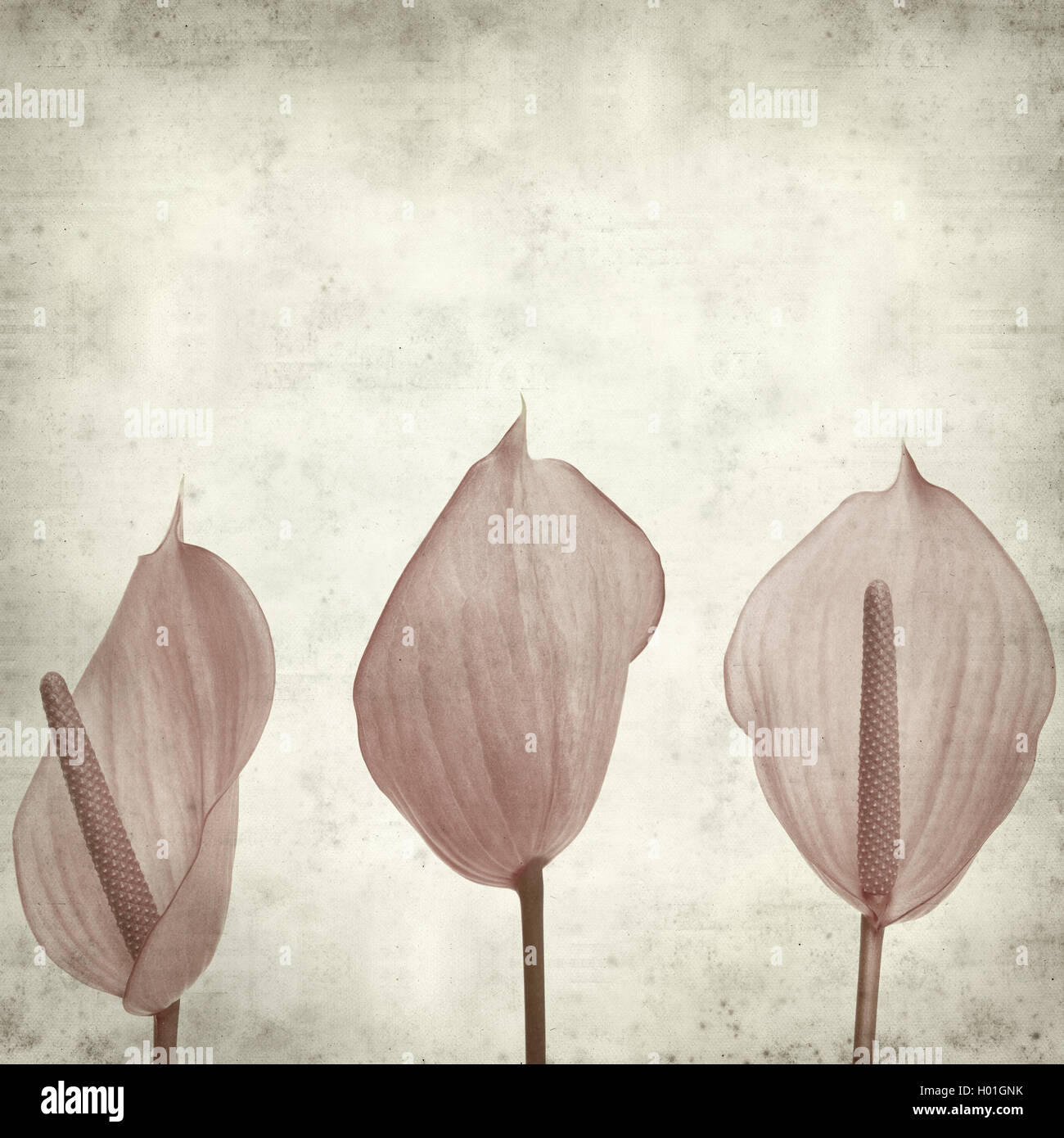 textured old paper background with pink Anthurium Stock Photo - Alamy