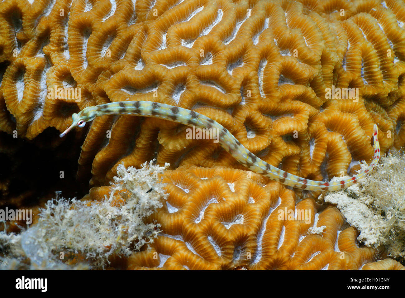 Reef pipefish hi-res stock photography and images - Alamy