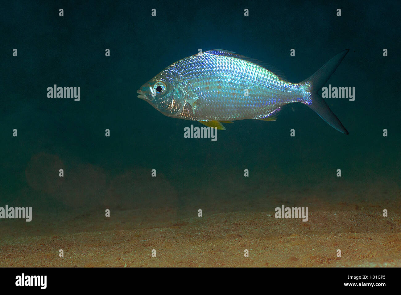 Common silver-biddy (Gerres oyena), swimming, Egypt, Red Sea, Hurghada ...